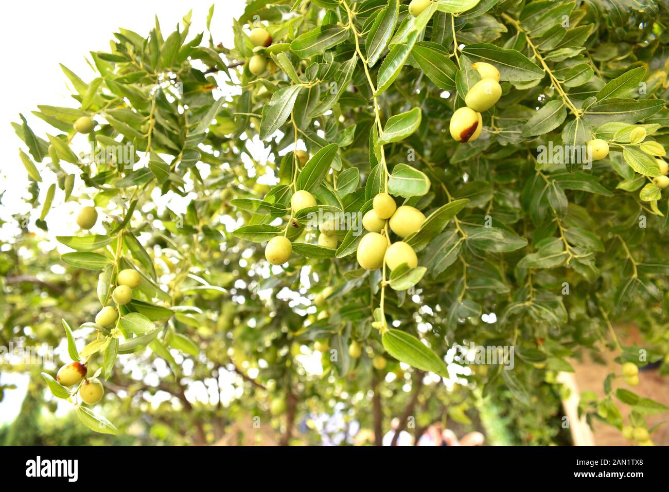 Jujube branches, Ziziphus lotus, with its green fruits at the beginning ...