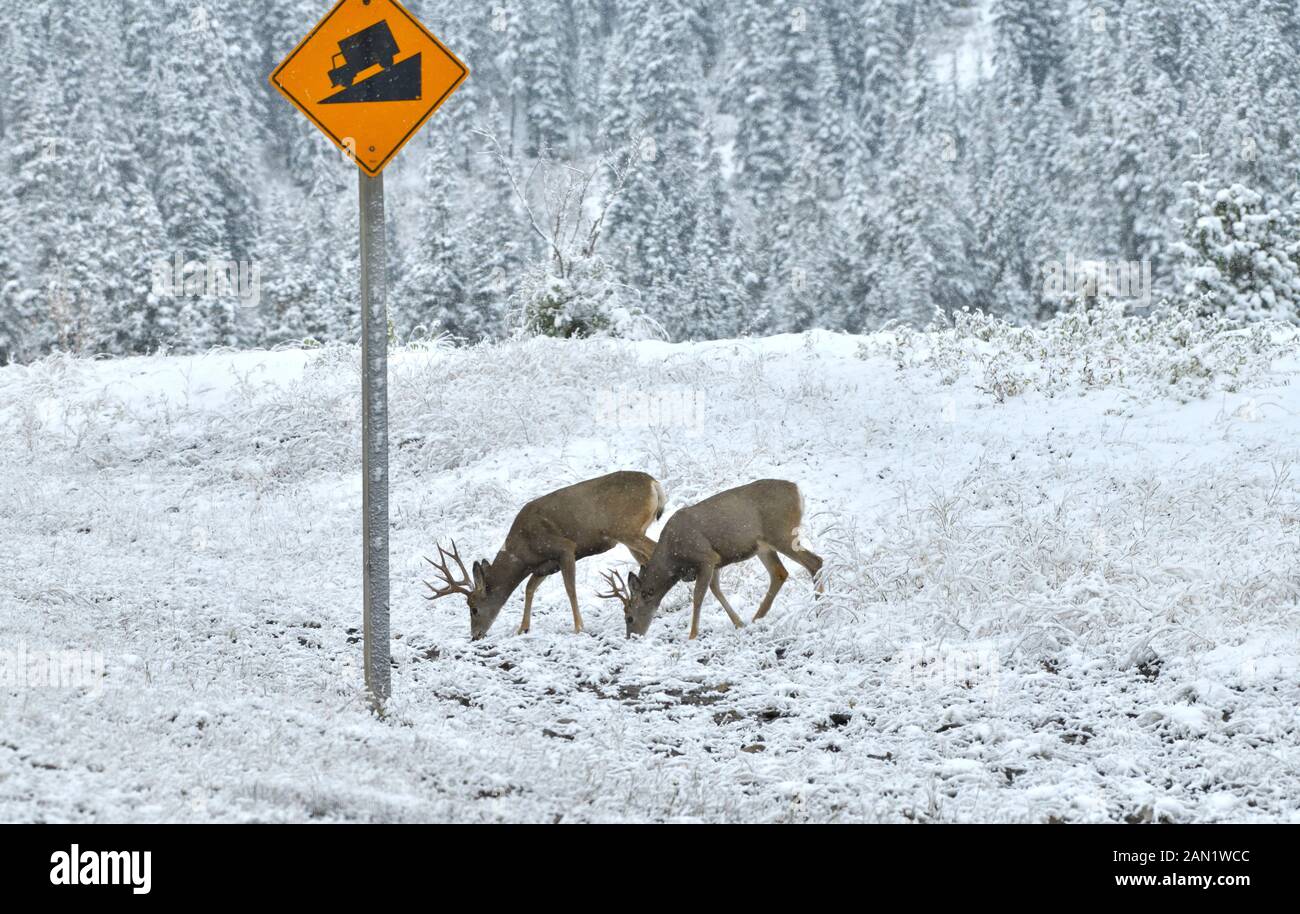 Two mule deer bucks "Odocoileus hemionus", drinking water in a ...