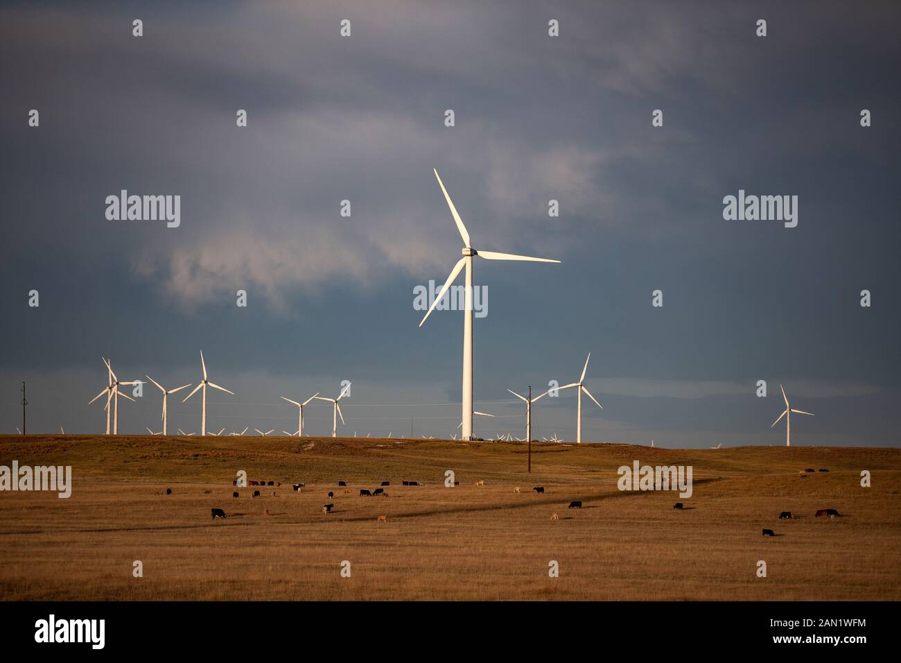 Colorado Wind Farm with cattle right before storm Stock Photo - Alamy