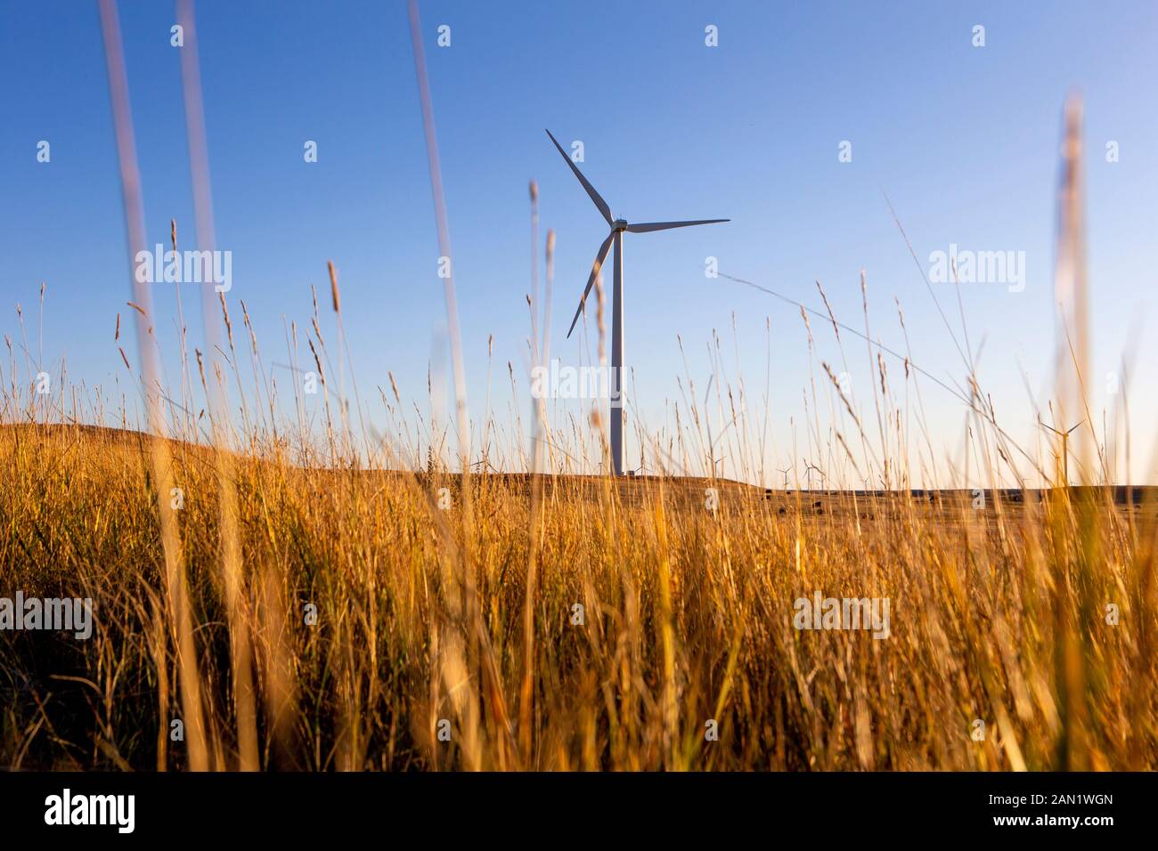 Colorado Wind Farm located on wheat field Stock Photo - Alamy