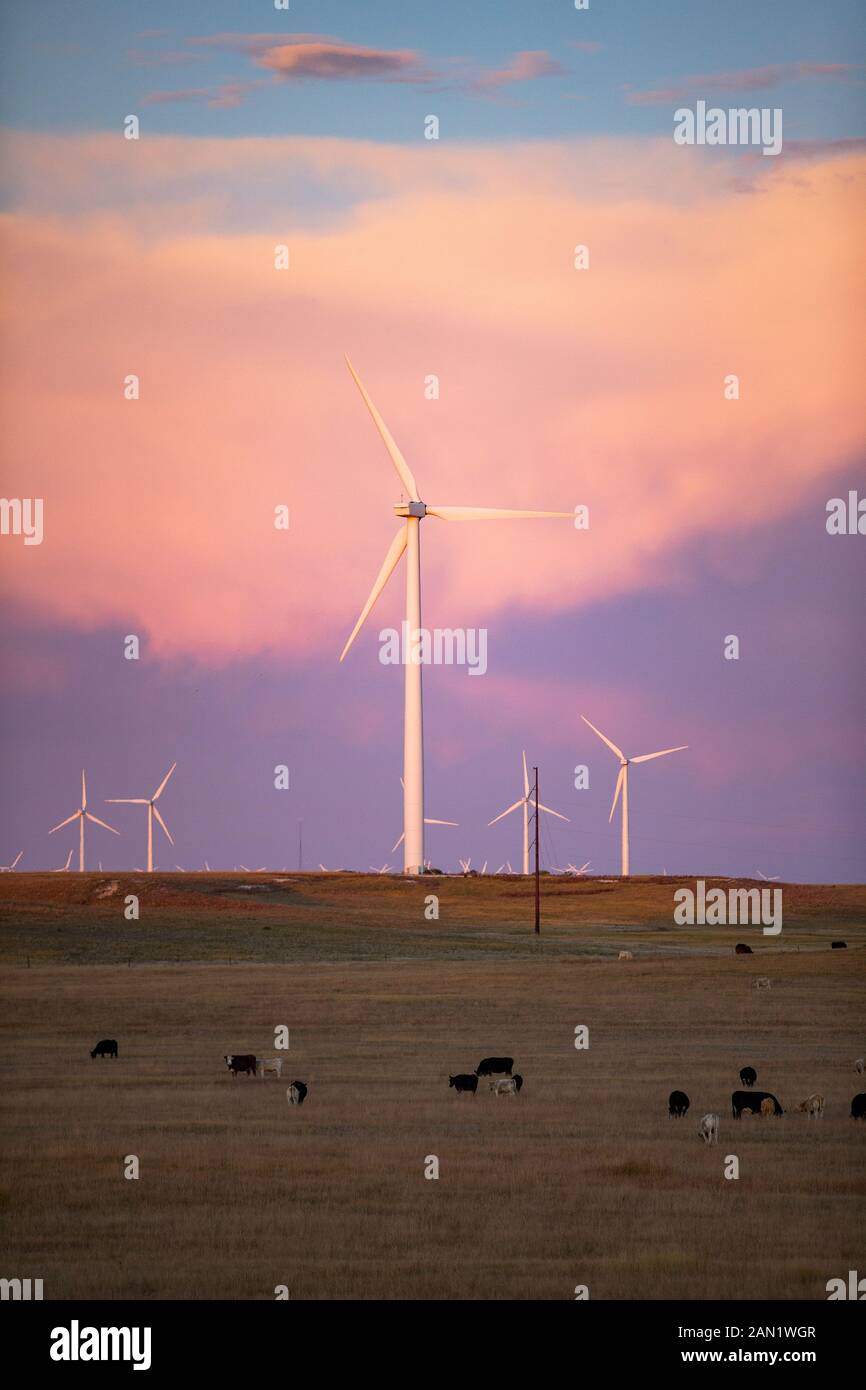 Colorado Wind Farm located on a wheat field during sunrise Stock Photo ...
