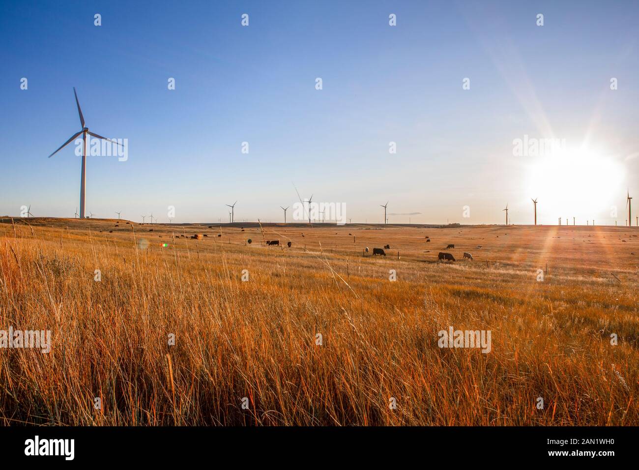 Colorado Wind Farm located on a wheat field during sunrise Stock Photo ...
