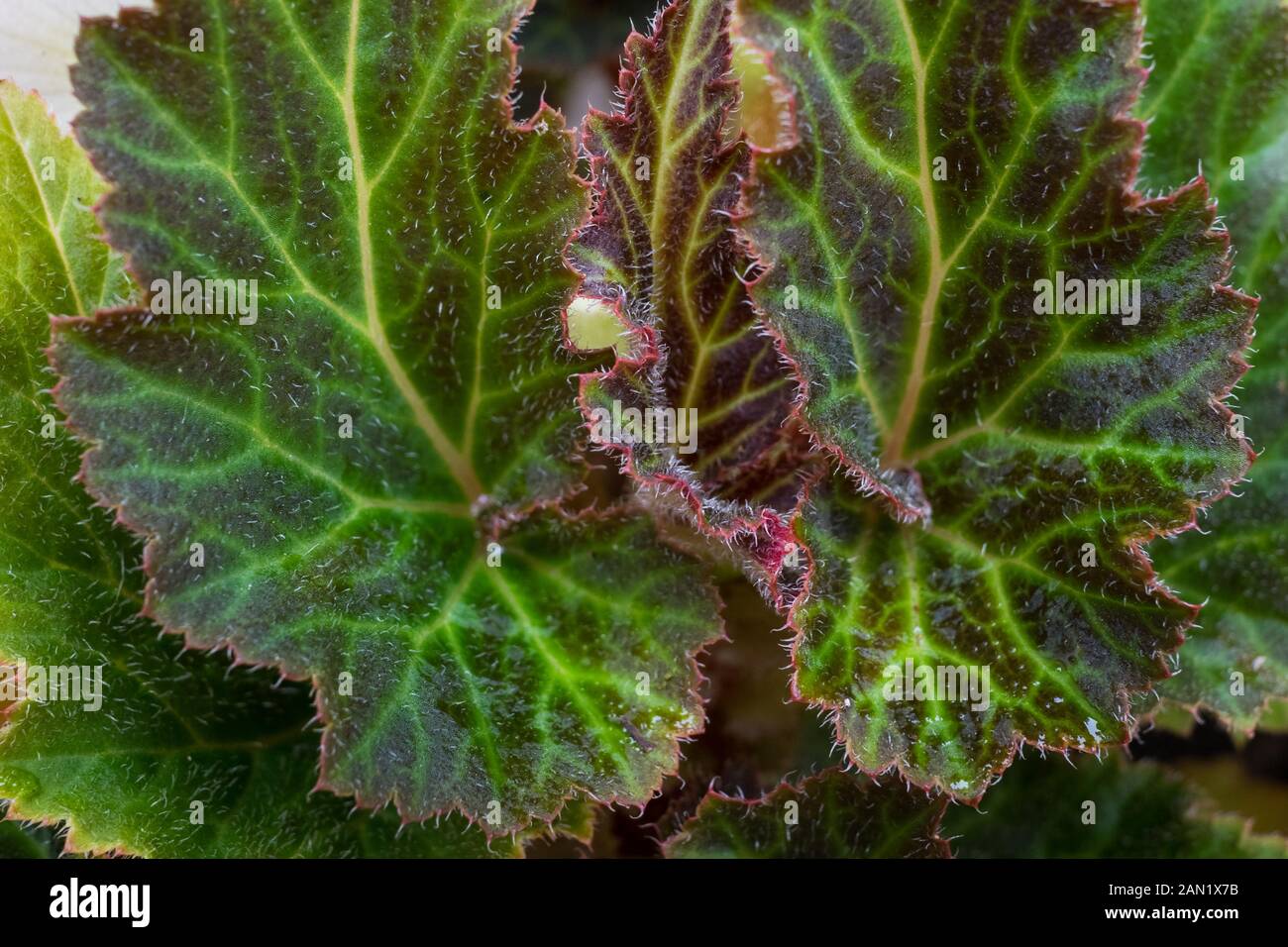 Begonia leaves hi-res stock photography and images - Alamy