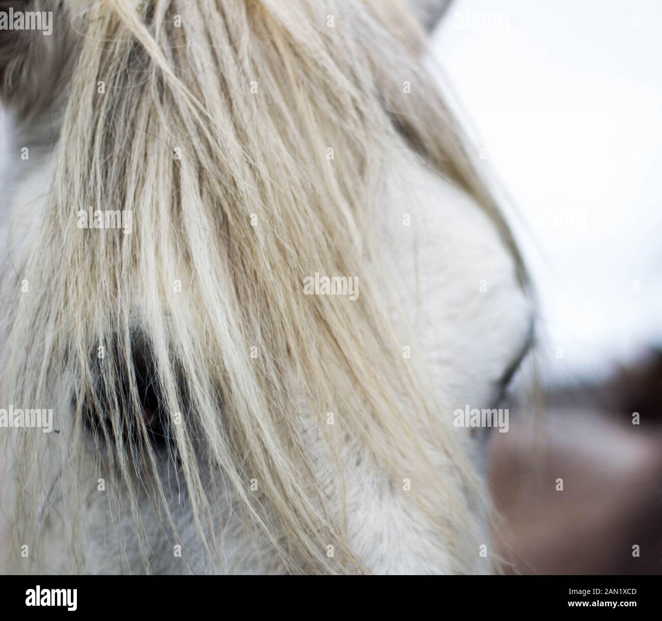 blurred white wild horse head Stock Photo - Alamy