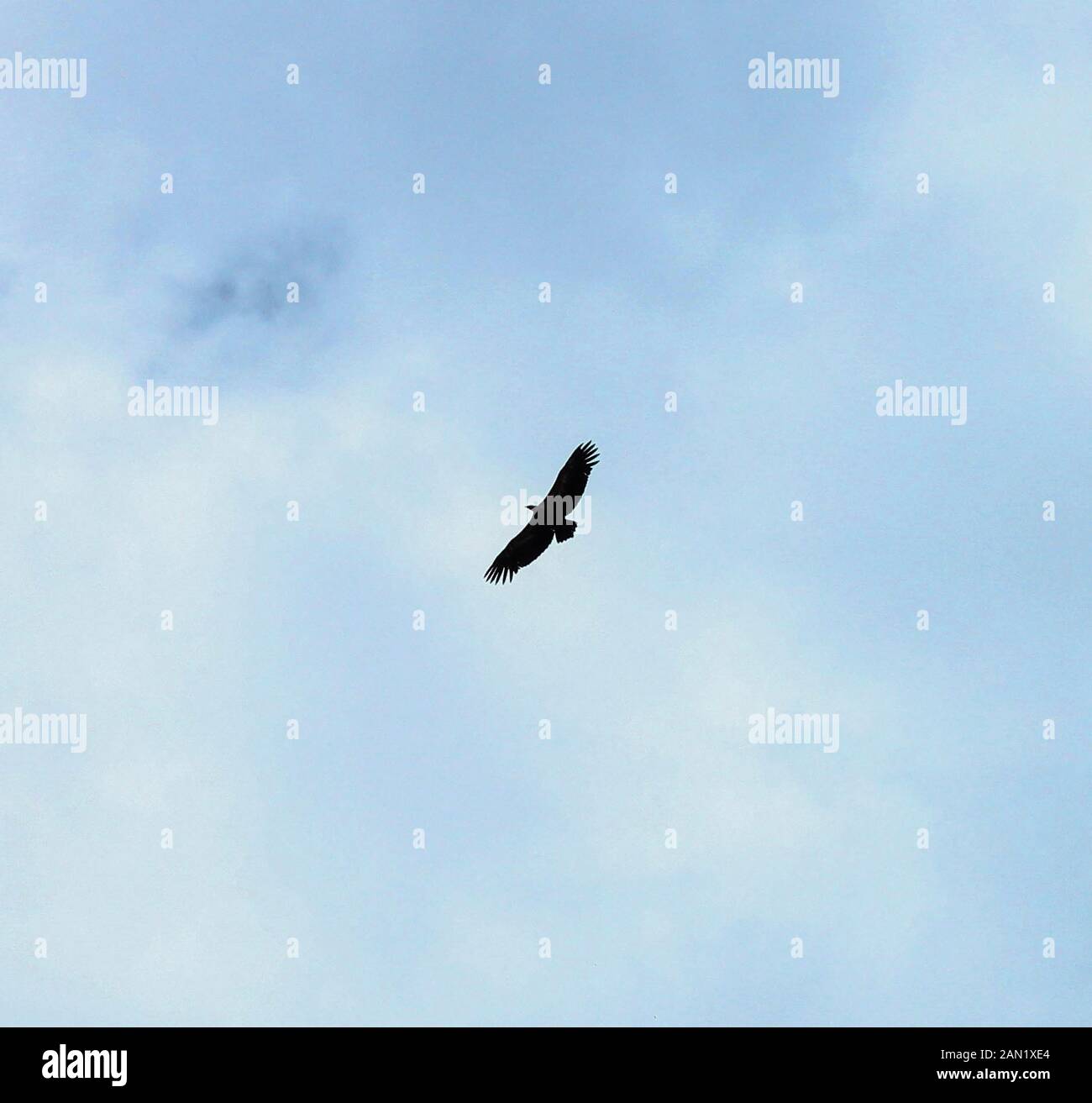 Bald eagle flying close up hi-res stock photography and images - Alamy