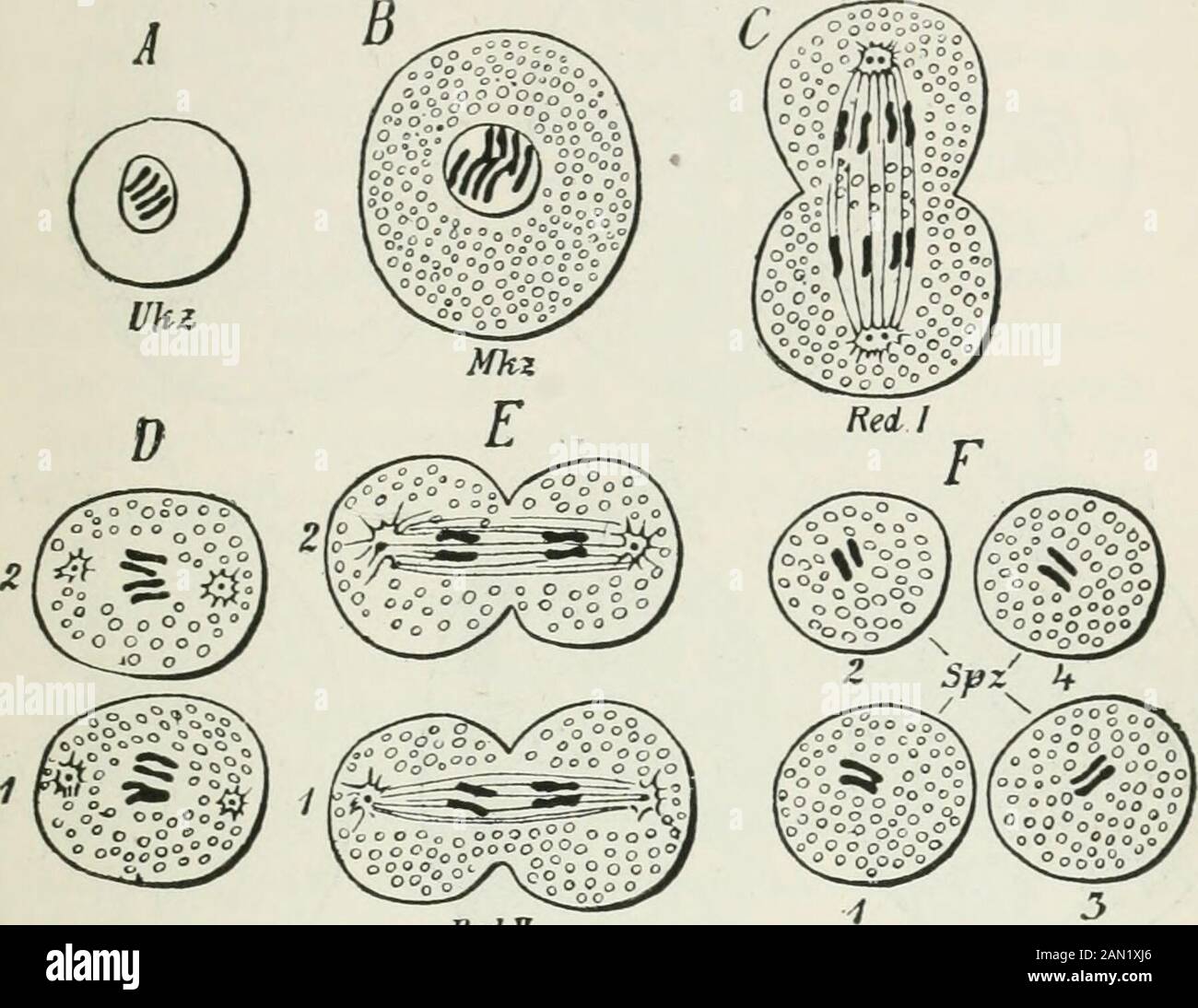 Four chromosomes hi-res stock photography and images - Alamy