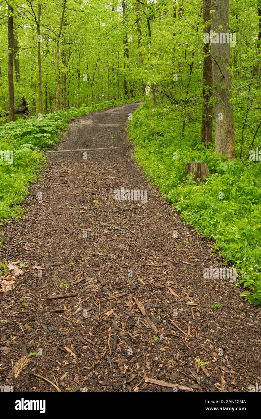 Indiana dunes forest trail hi-res stock photography and images - Alamy