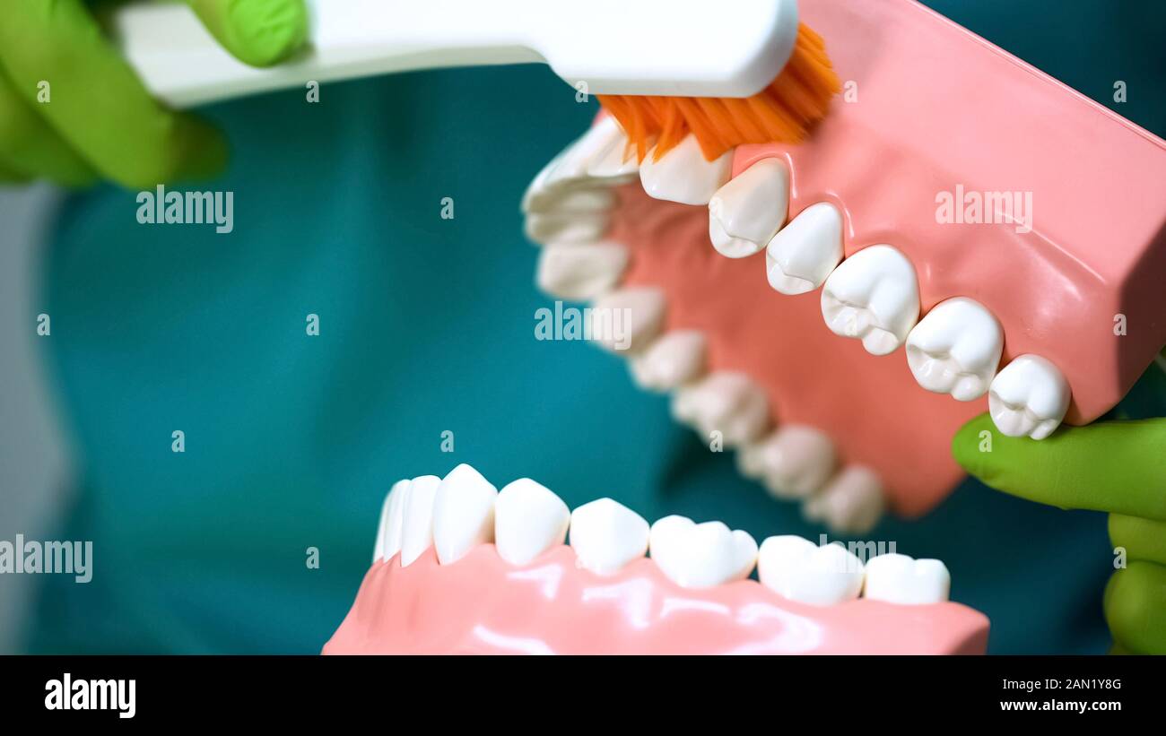 Dentist demonstrating on jaw mock and toothbrush how to clean teeth ...