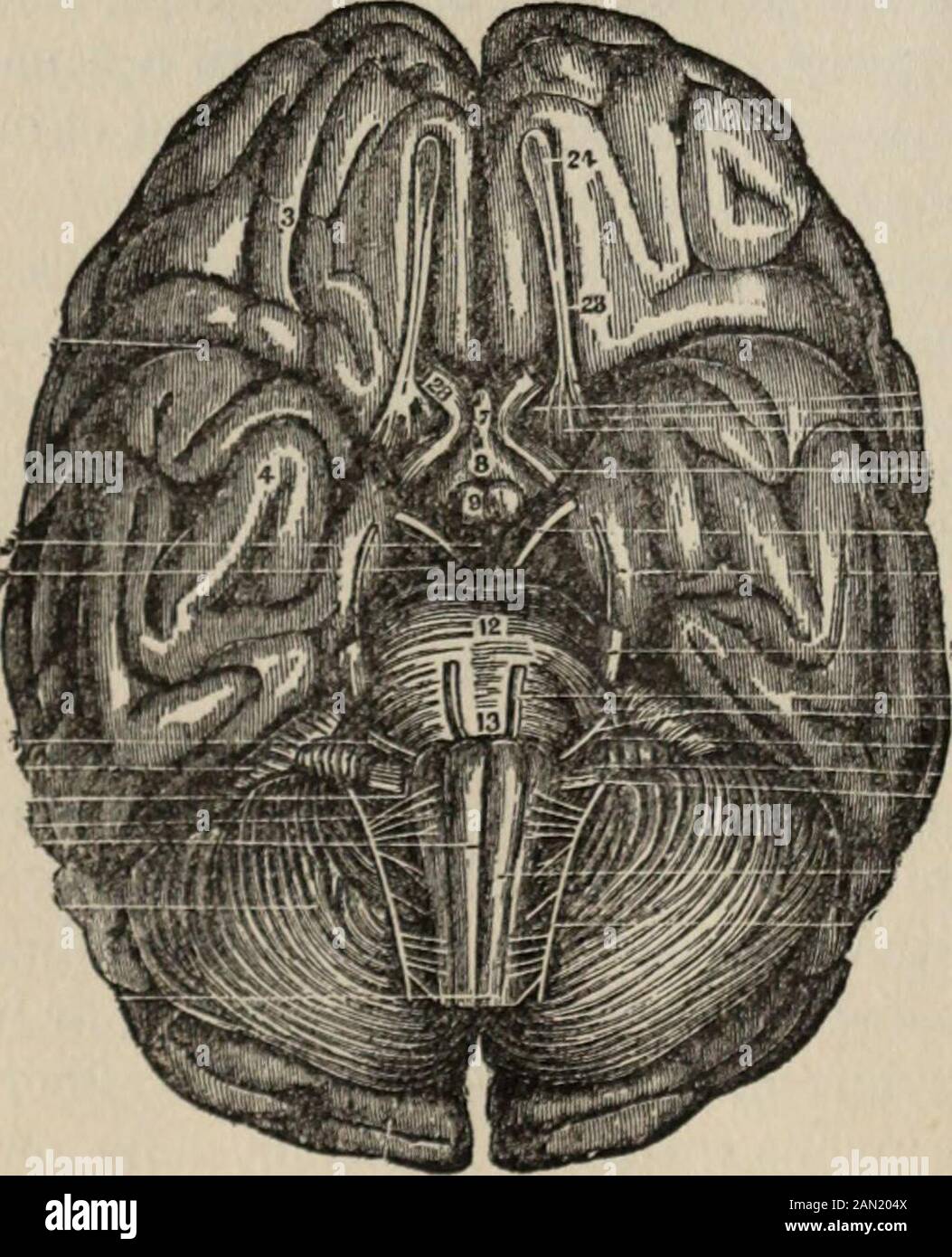 Tentorium cerebelli hi-res stock photography and images - Alamy