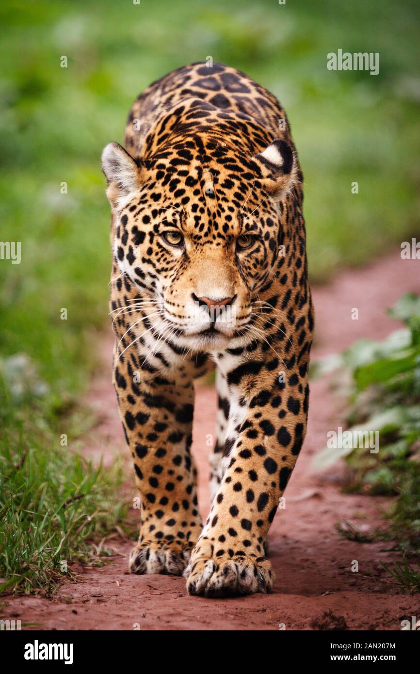Jaguar eyes hi-res stock photography and images - Alamy