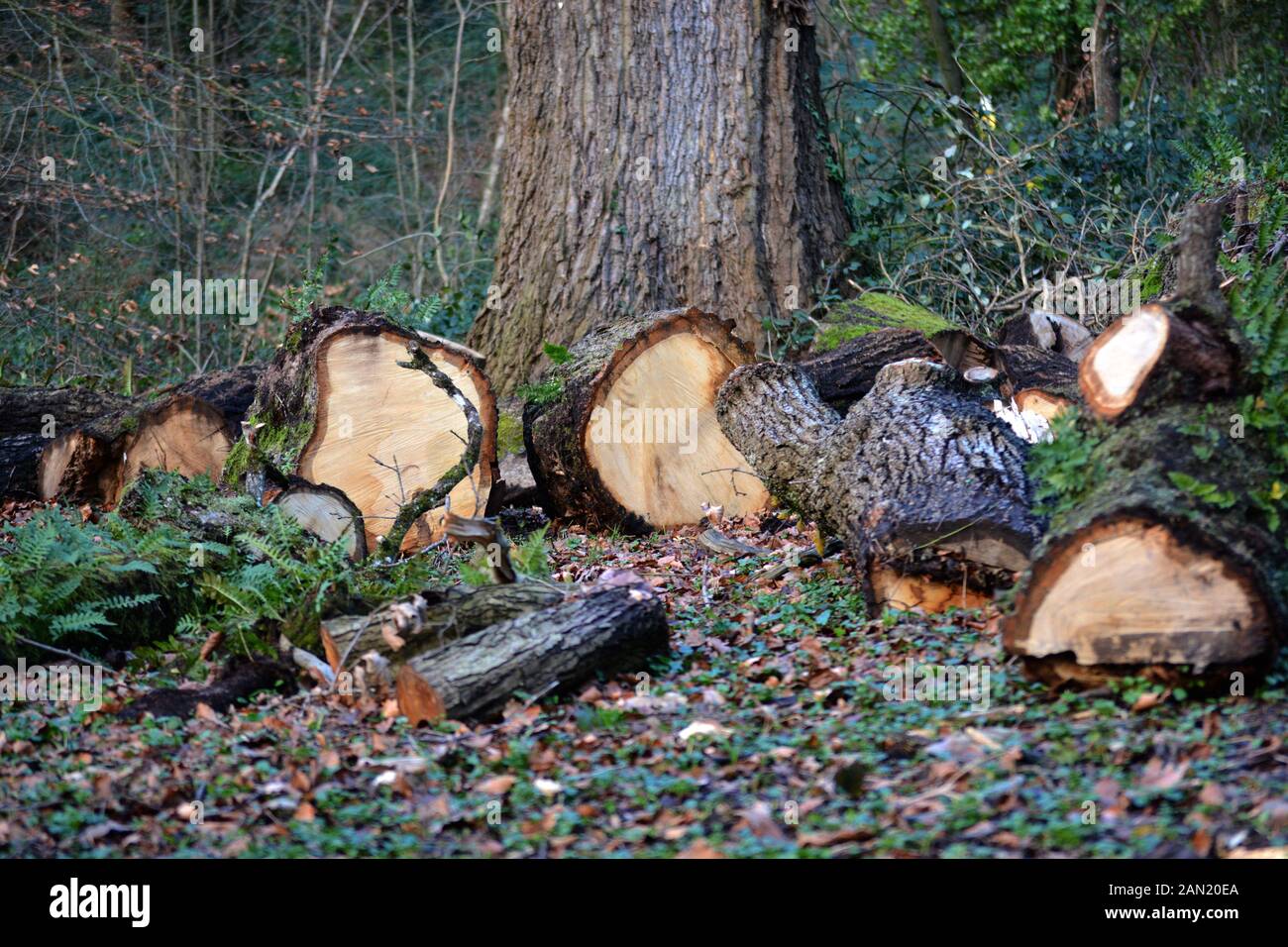 Natural textures, backgrounds and graphic resources. Close up of tree ...