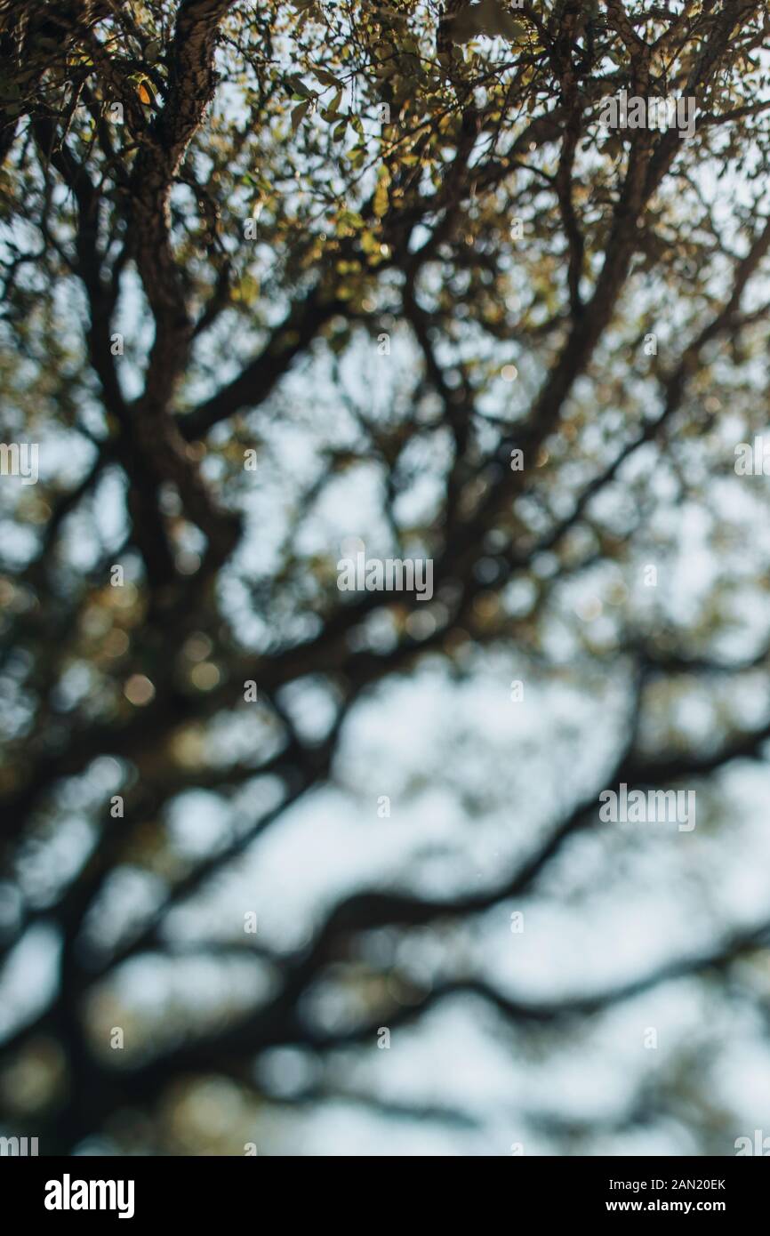 Abstract Live Oak Tree Against A Clear Blue Sky Stock Photo - Alamy
