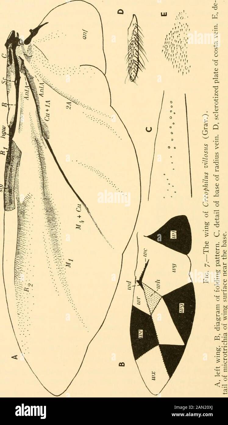 Smithsonian miscellaneous collections . e one arising from the ...
