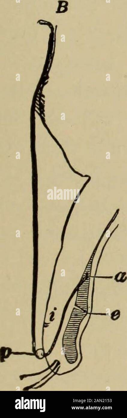 Trichiasis hi-res stock photography and images - Alamy