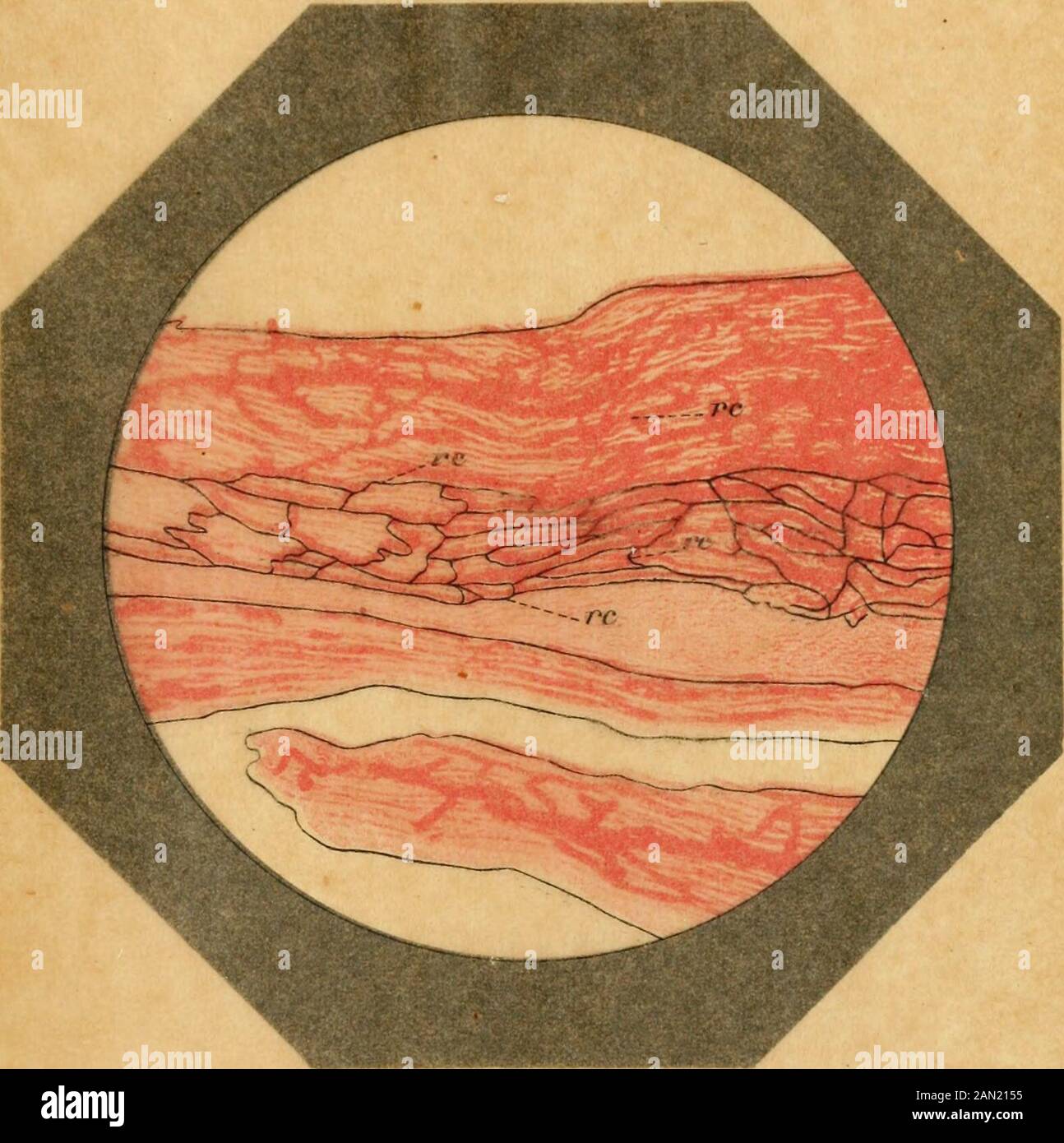 Muscle strié hi-res stock photography and images - Alamy