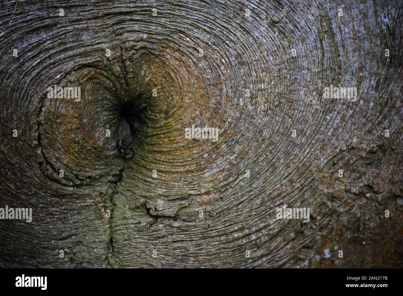 Natural textures, backgrounds and graphic resources. Close up of tree ...