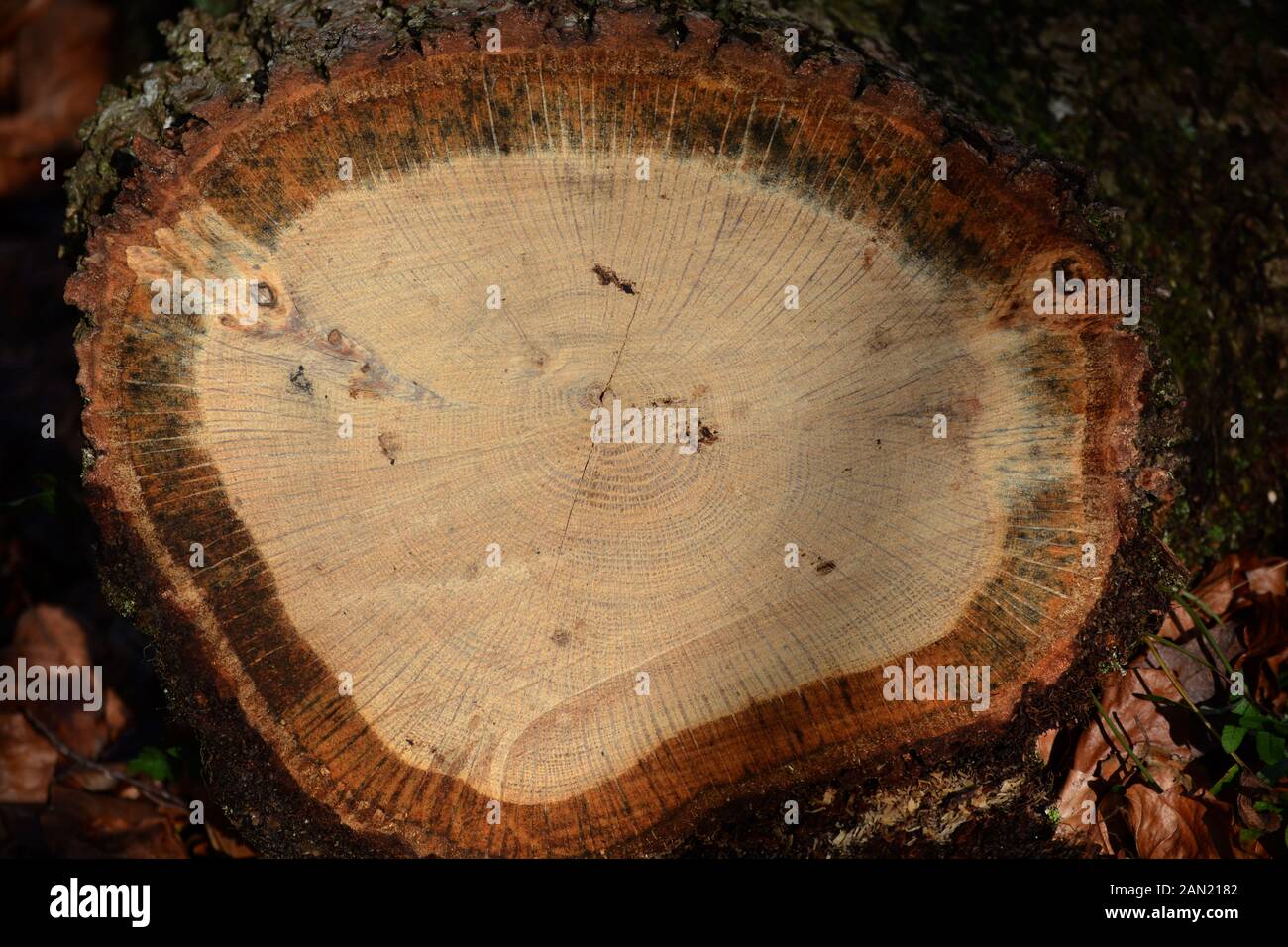 Natural textures, backgrounds and graphic resources. Close up of tree ...