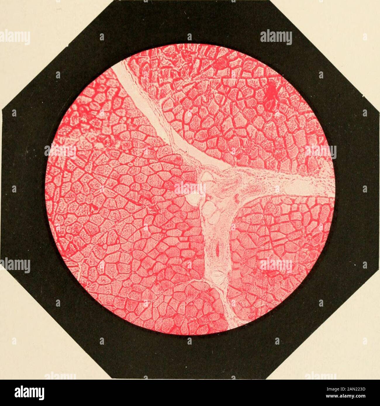 Muscle strié hi-res stock photography and images - Alamy