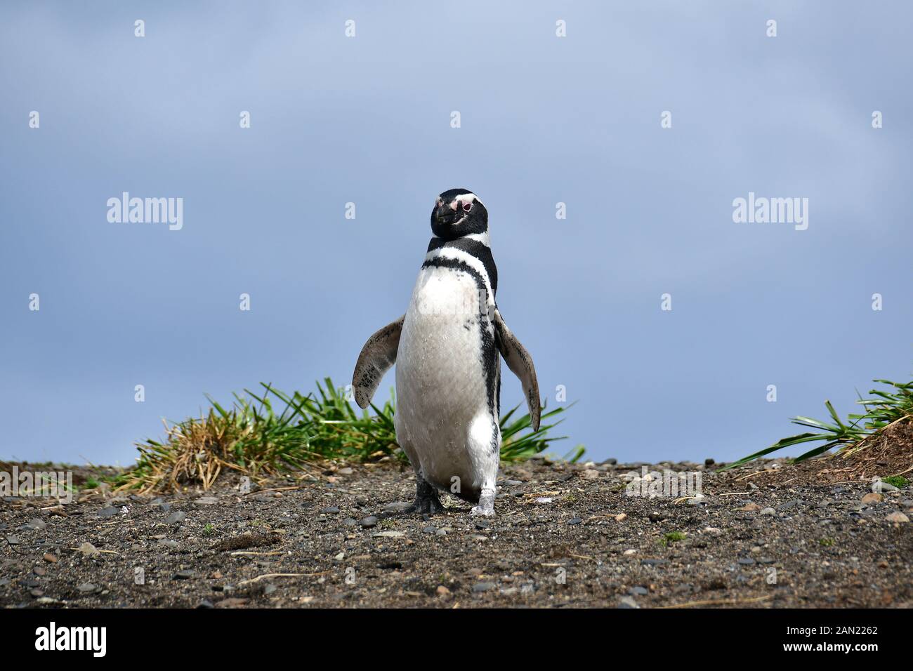 Magellanic penguin, Spheniscus magellanicus, Magellan-Pinguin, Isla ...