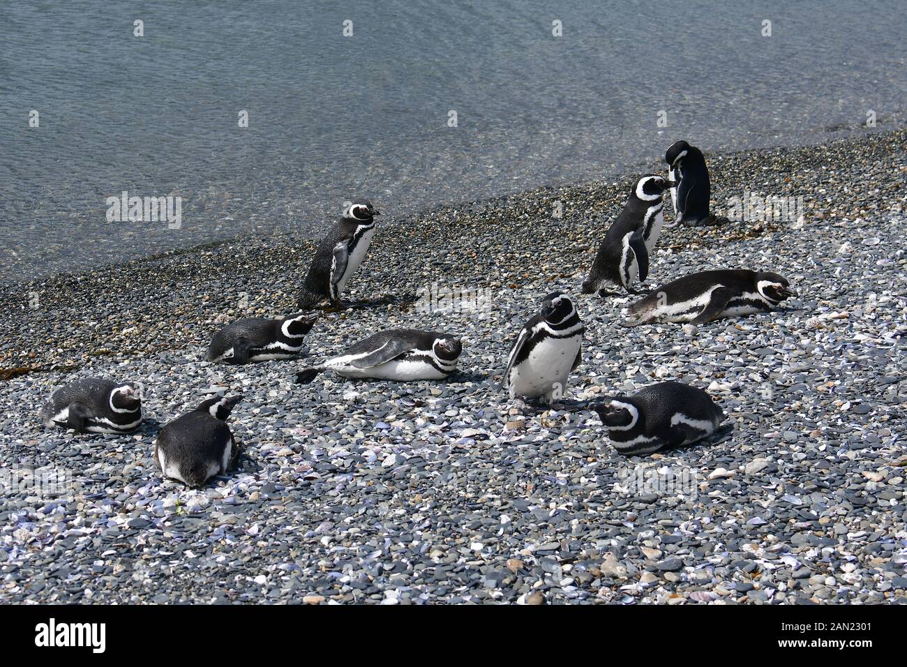 Magellanic penguin, Spheniscus magellanicus, Magellan-Pinguin, Isla ...