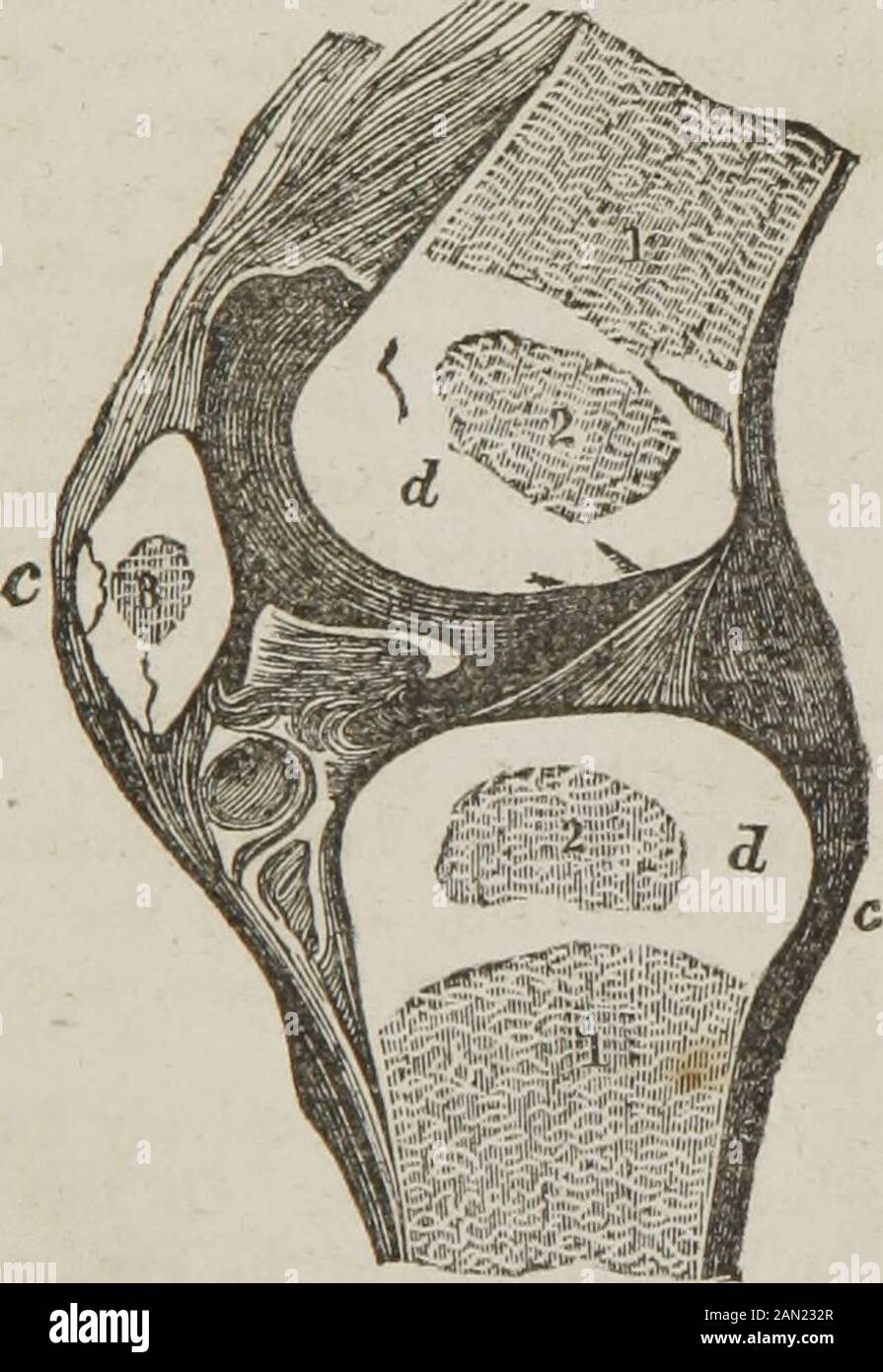 Anatomy and physiology : designed for academies and families . ng the ...