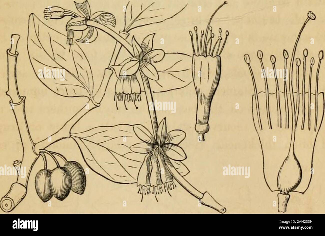 Plants aromatic qualities hi-res stock photography and images - Alamy