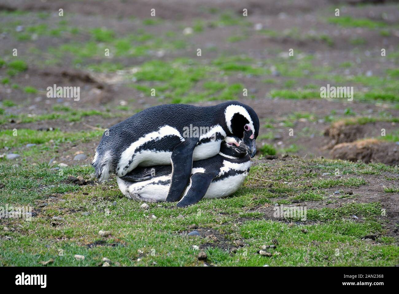 Magellanic penguin, Spheniscus magellanicus, Magellan-Pinguin, Isla ...