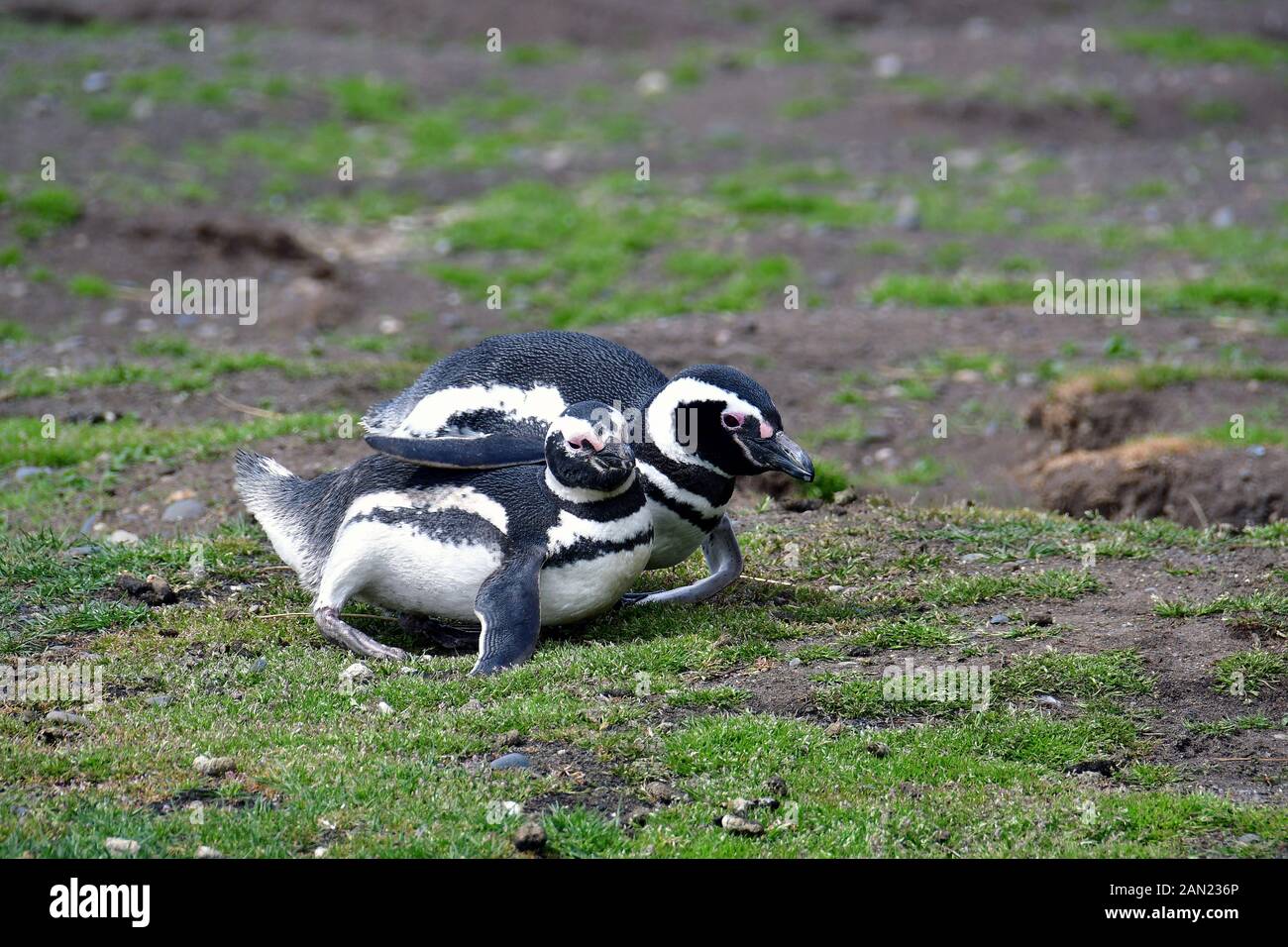 Magellanic penguin, Spheniscus magellanicus, Magellan-Pinguin, Isla ...