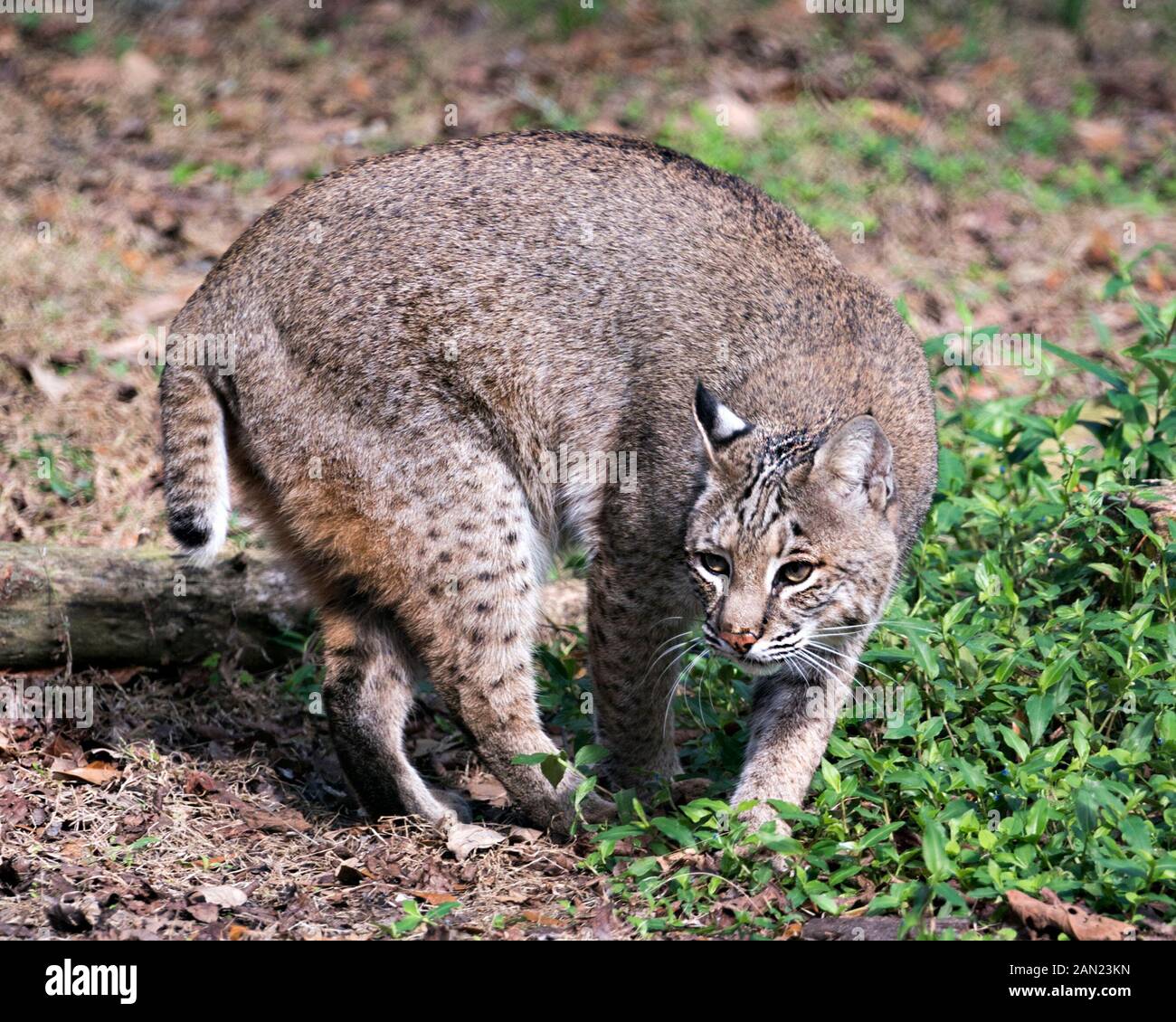 Bobcat animal foraging and displaying brown fur, head, ears, eyes, nose ...