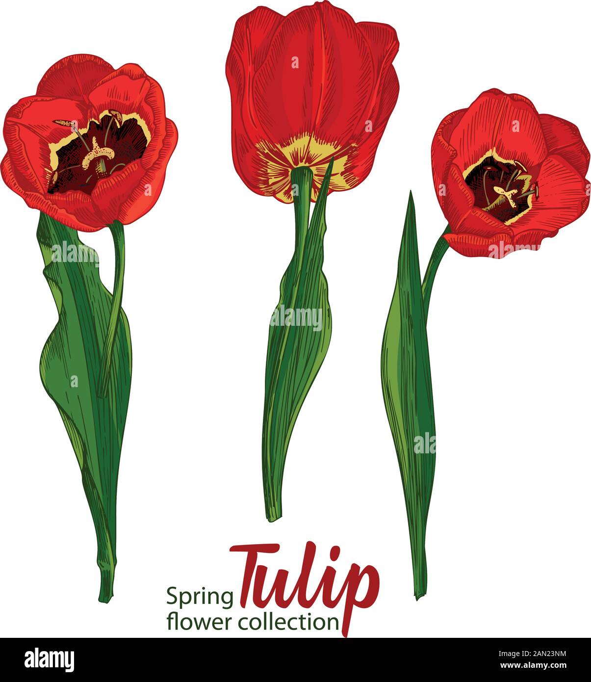 Tulip botanical art Stock Vector Images - Alamy