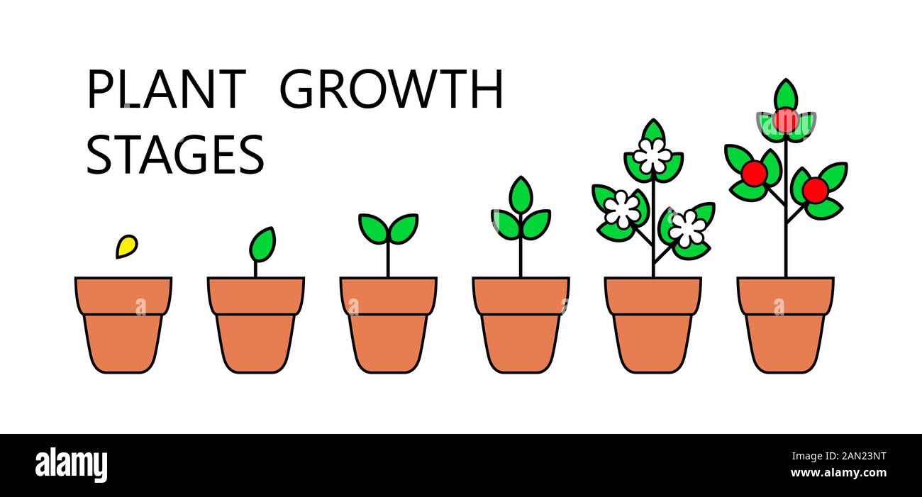 Tree growth stages infographics. Line art icons. Planting instruction ...