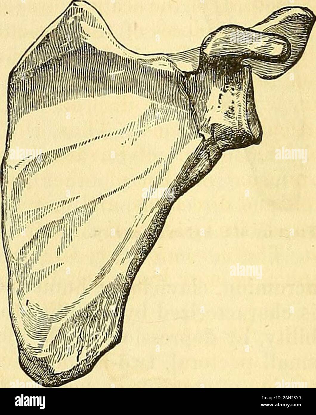 A system of surgery : pathological, diagnostic, therapeutic, and ...