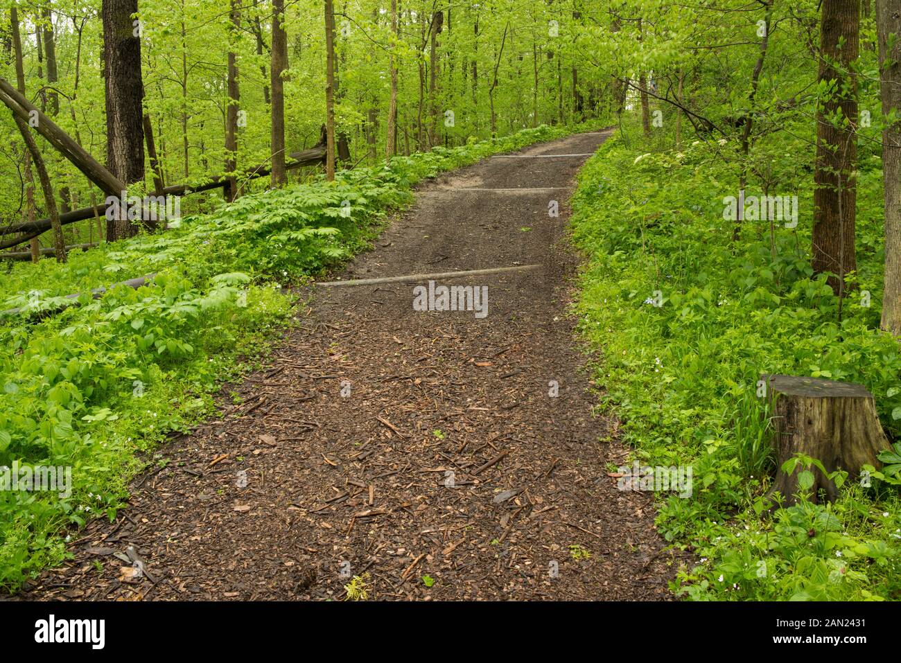 Indiana dunes forest trail hi-res stock photography and images - Alamy