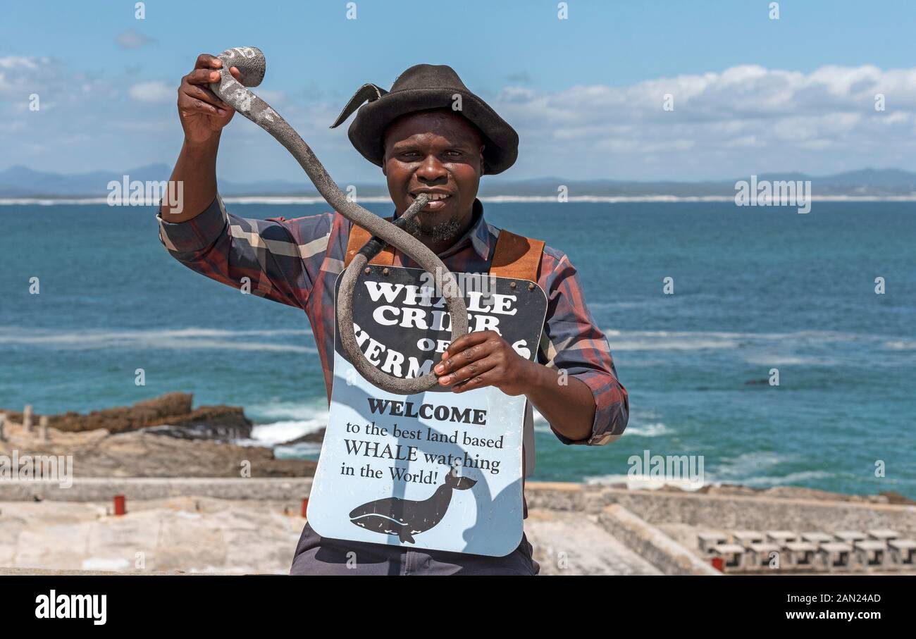 Hermanus, Western Cape, South Africa. December 2019. Using his horn ...