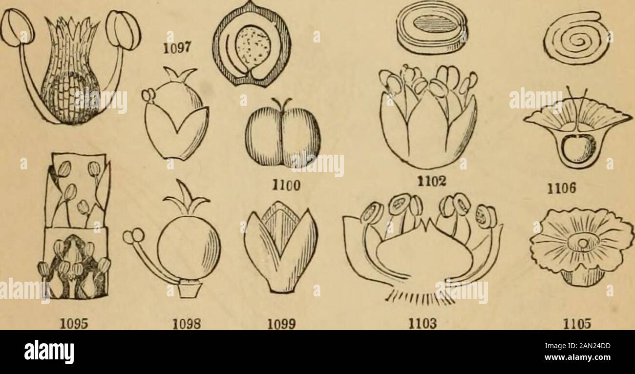 Introduction to structural and systematic botany, and vegetable ...
