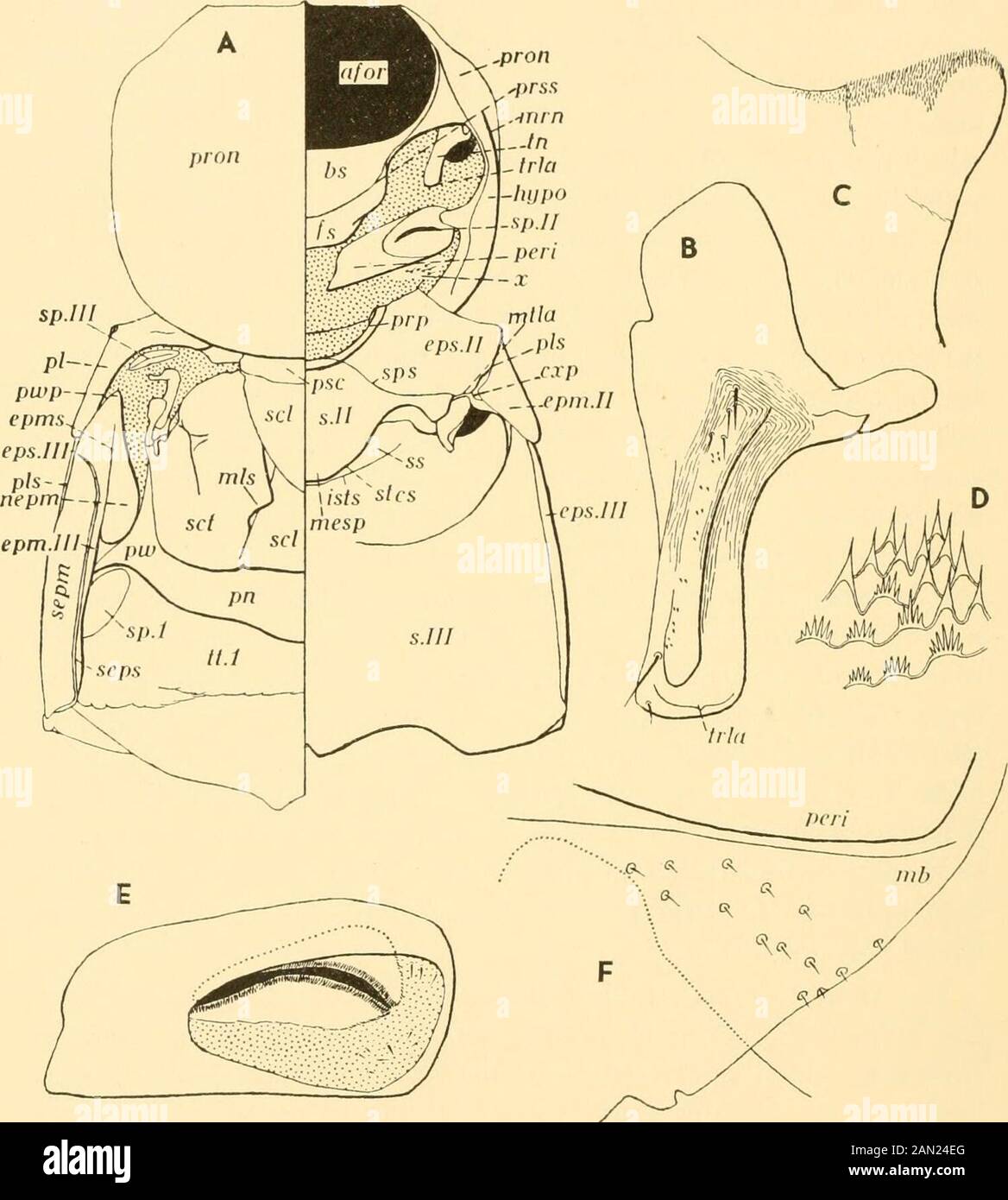 Smithsonian miscellaneous collections . is occupied by the sternum,the ...