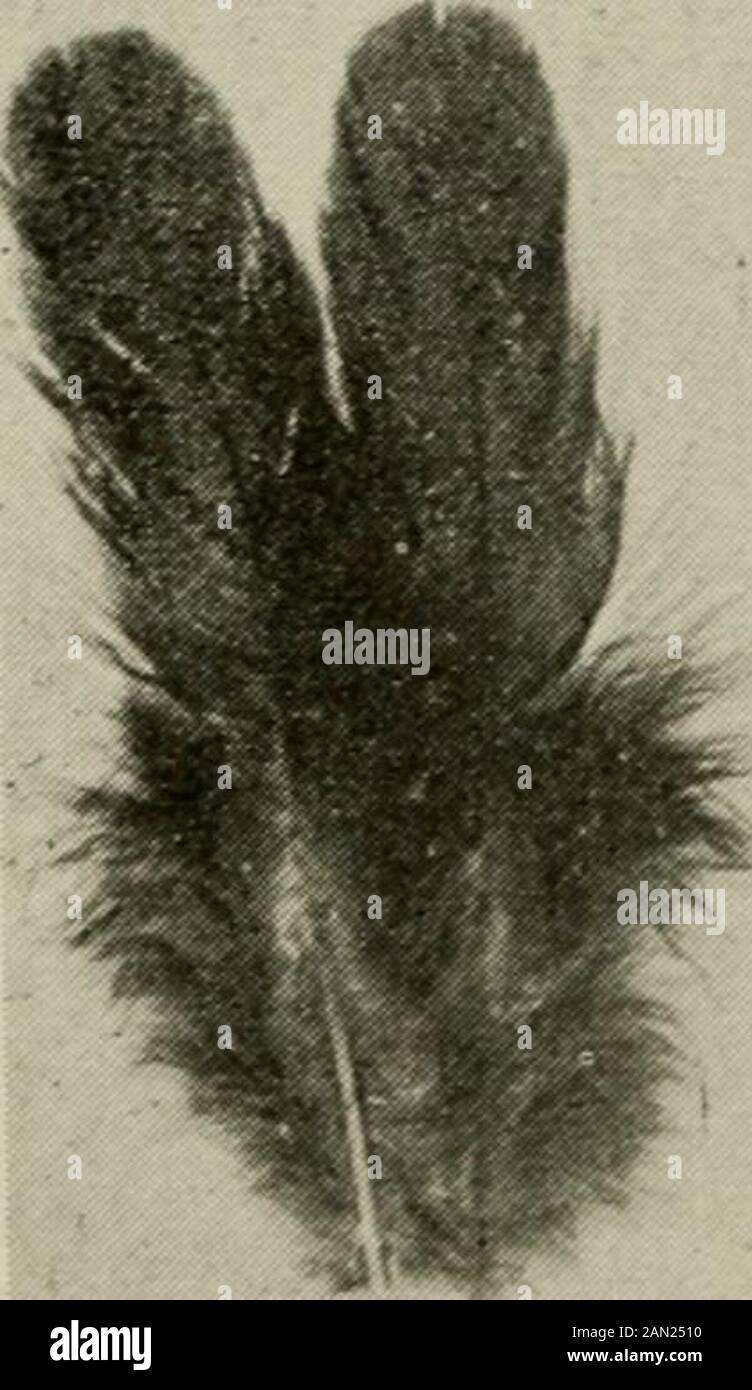 The mating and breeding of poultry Stock Photo - Alamy