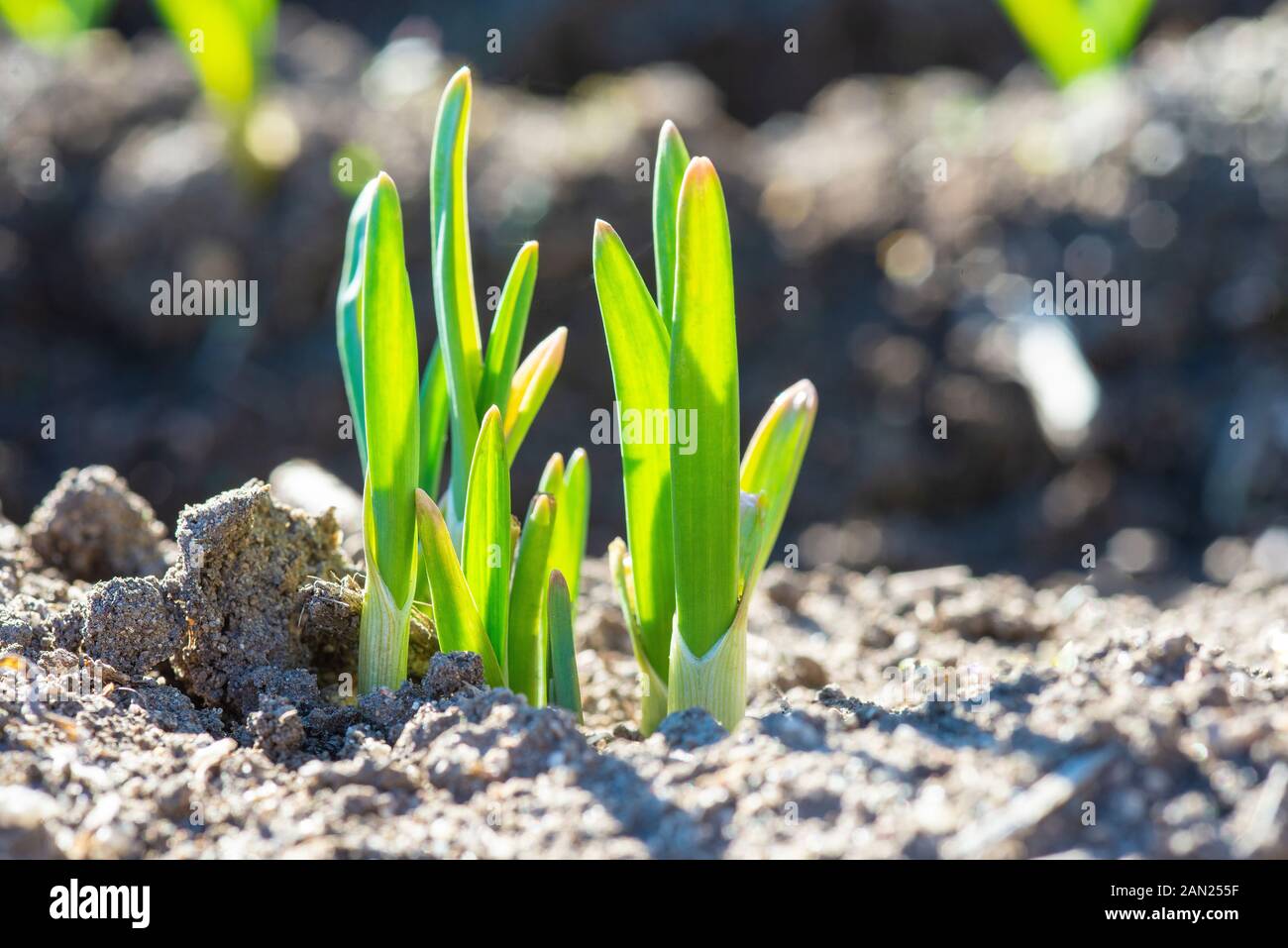 Young garlic sprouts growing in an organic farming crop Stock Photo - Alamy