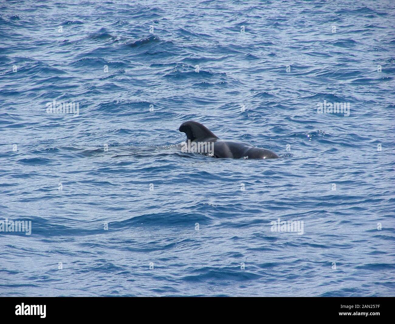 Lipotidae hi-res stock photography and images - Alamy