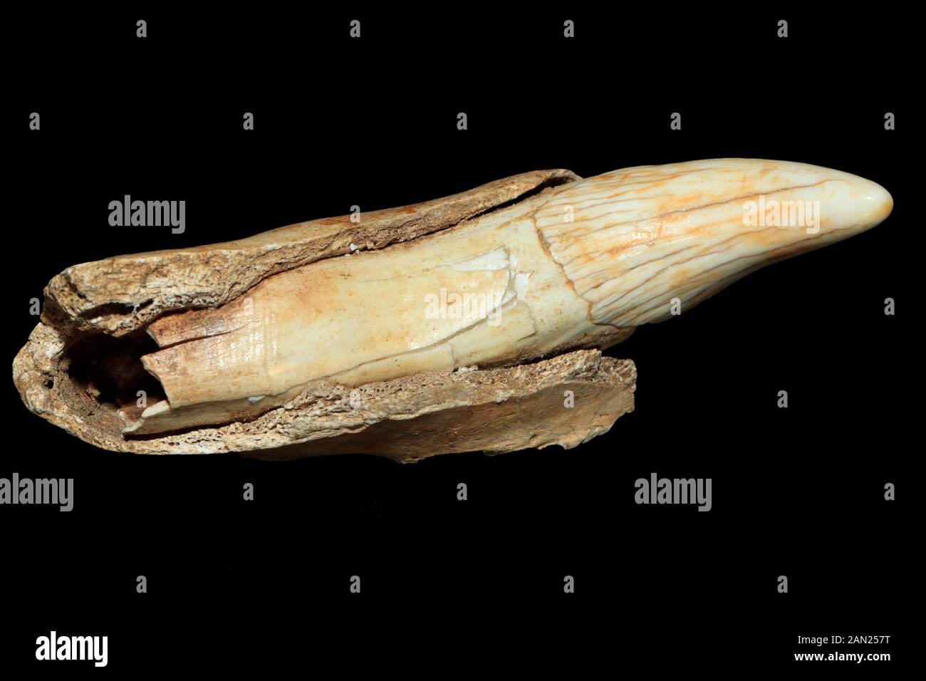 Ursus spelaeus tooth hi-res stock photography and images - Alamy