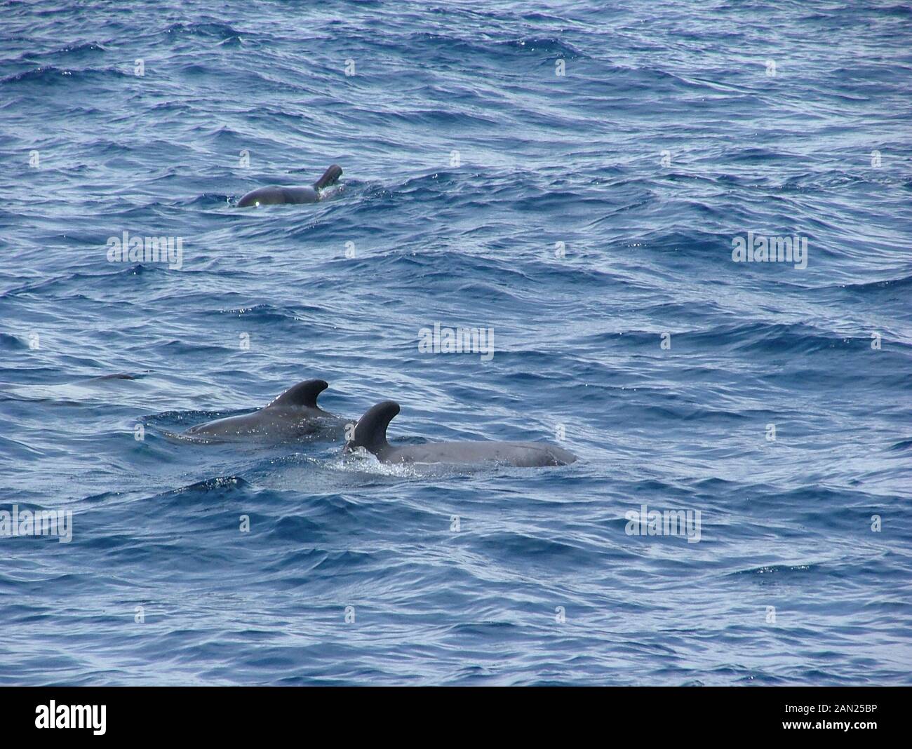 pod of dolphins Stock Photo - Alamy