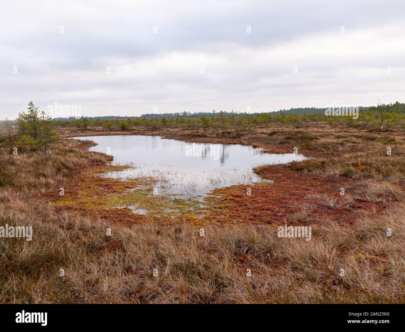 gloomy swamp landscape, grass, colorful moss and swamp pines, swamp ...