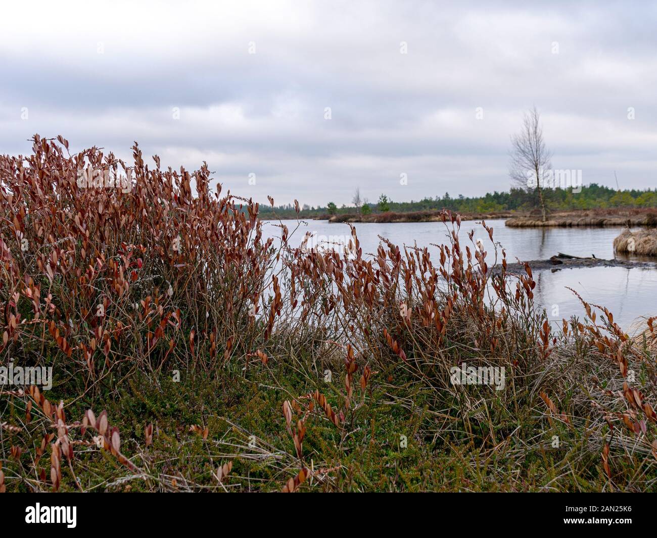 gloomy swamp landscape, grass, colorful moss and swamp pines, swamp ...