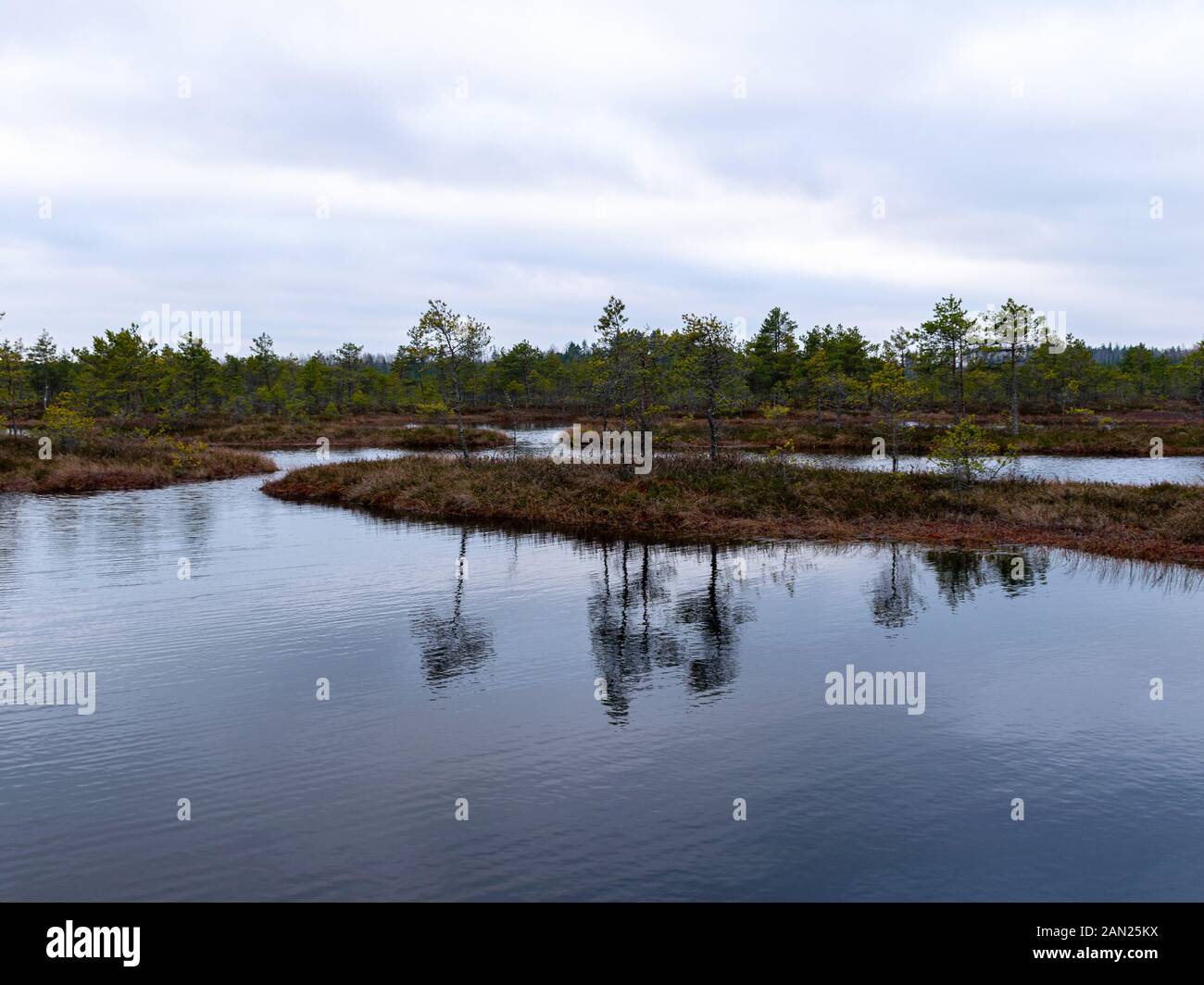 gloomy swamp landscape, grass, colorful moss and swamp pines, swamp ...