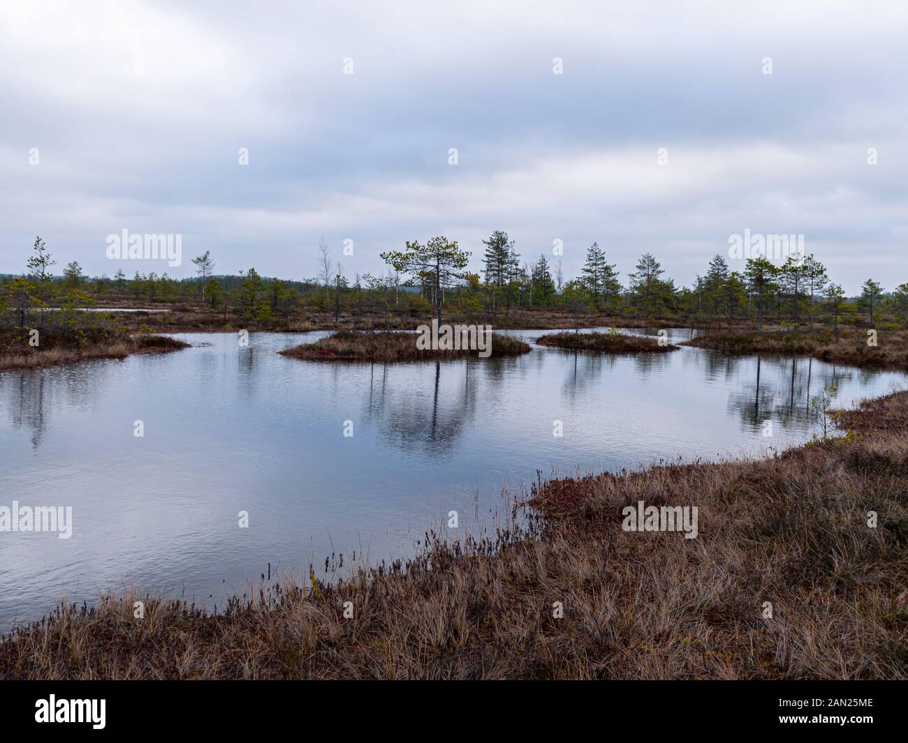 gloomy swamp landscape, grass, colorful moss and swamp pines, swamp ...