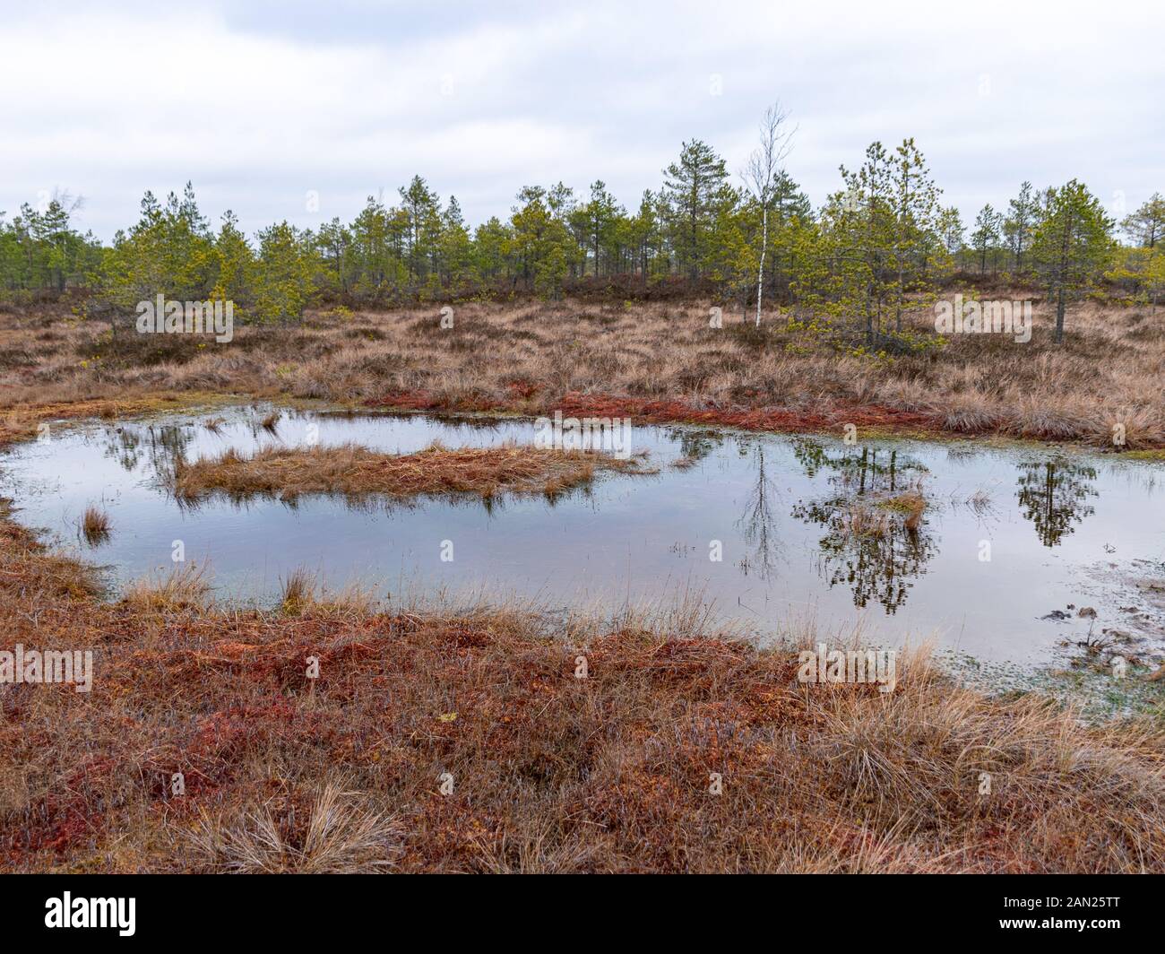 gloomy swamp landscape, grass, colorful moss and swamp pines, swamp ...