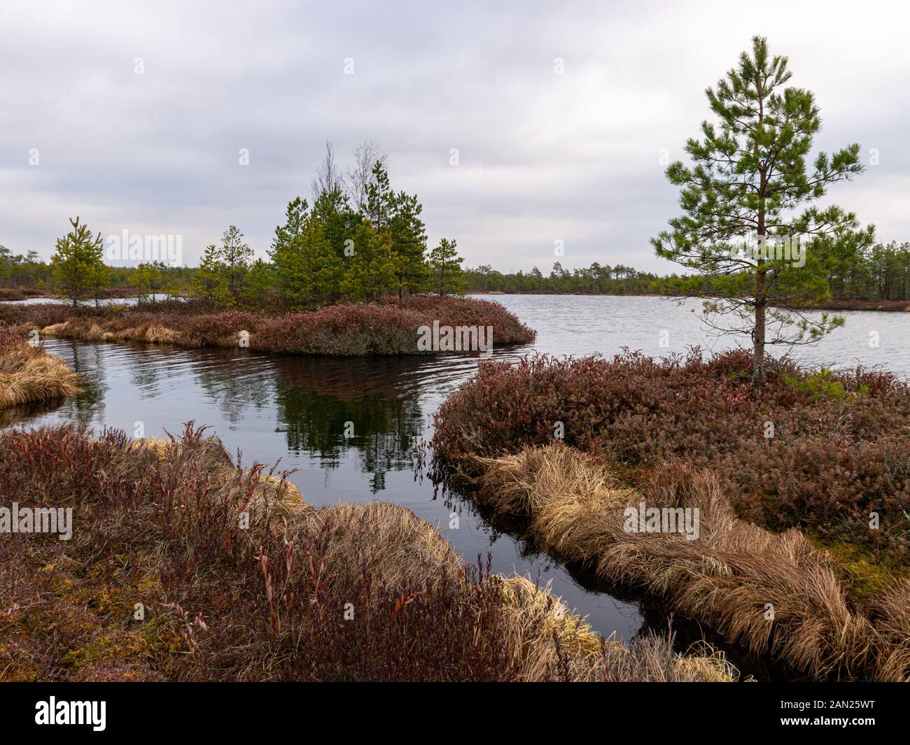 bog landscape with red mosses, small bog pines, small bog lakes and ...