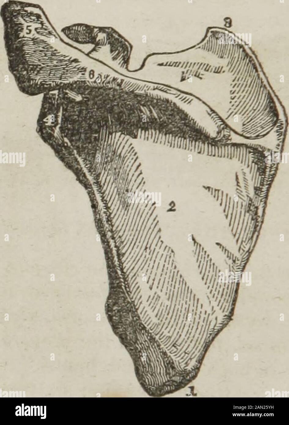 Bones of the upper extremity hi-res stock photography and images - Alamy