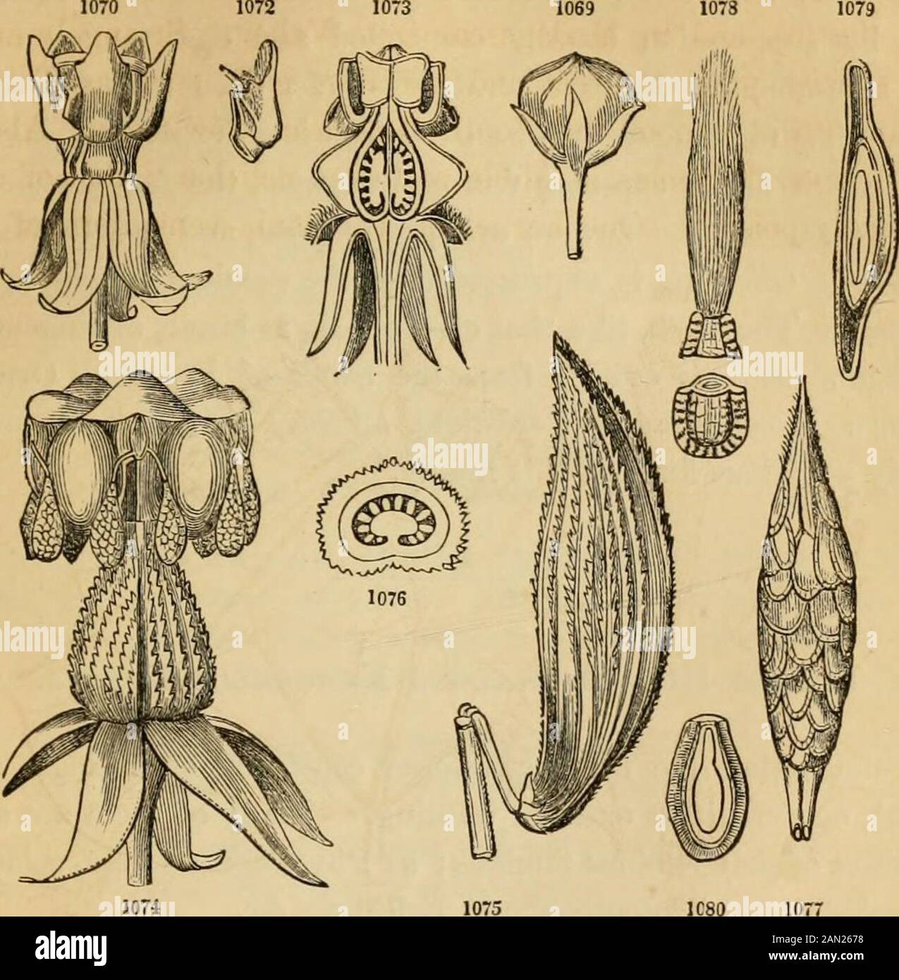 Wax glands hi-res stock photography and images - Alamy