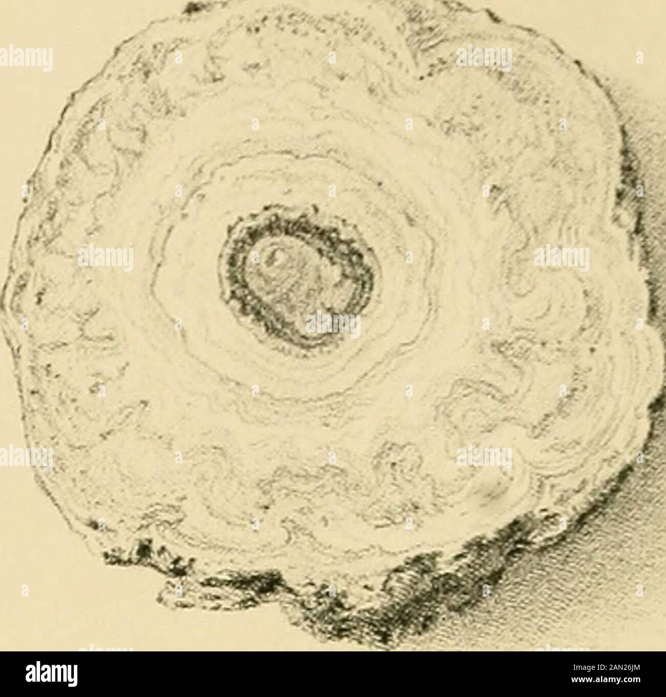 Clinical lectures on stricture of the urethra and other disorders of ...
